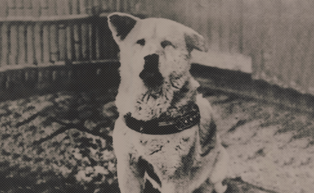 HACHIKO100thANNIVERSARY | Celebrate HACHIKO’s 100th birthday with us!